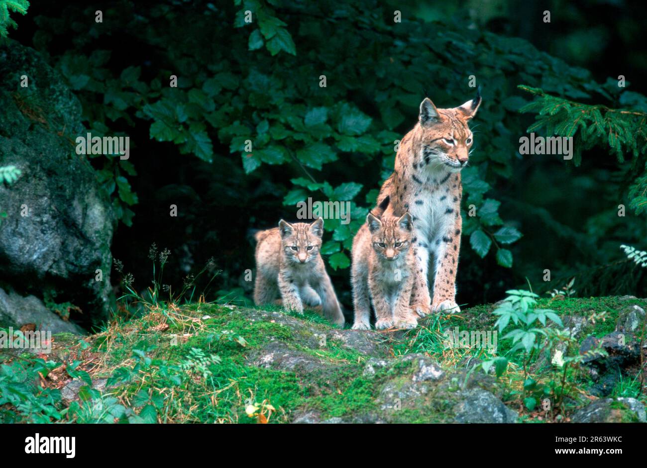 European Lynx (Lynx lynx), female with cubs Stock Photo - Alamy