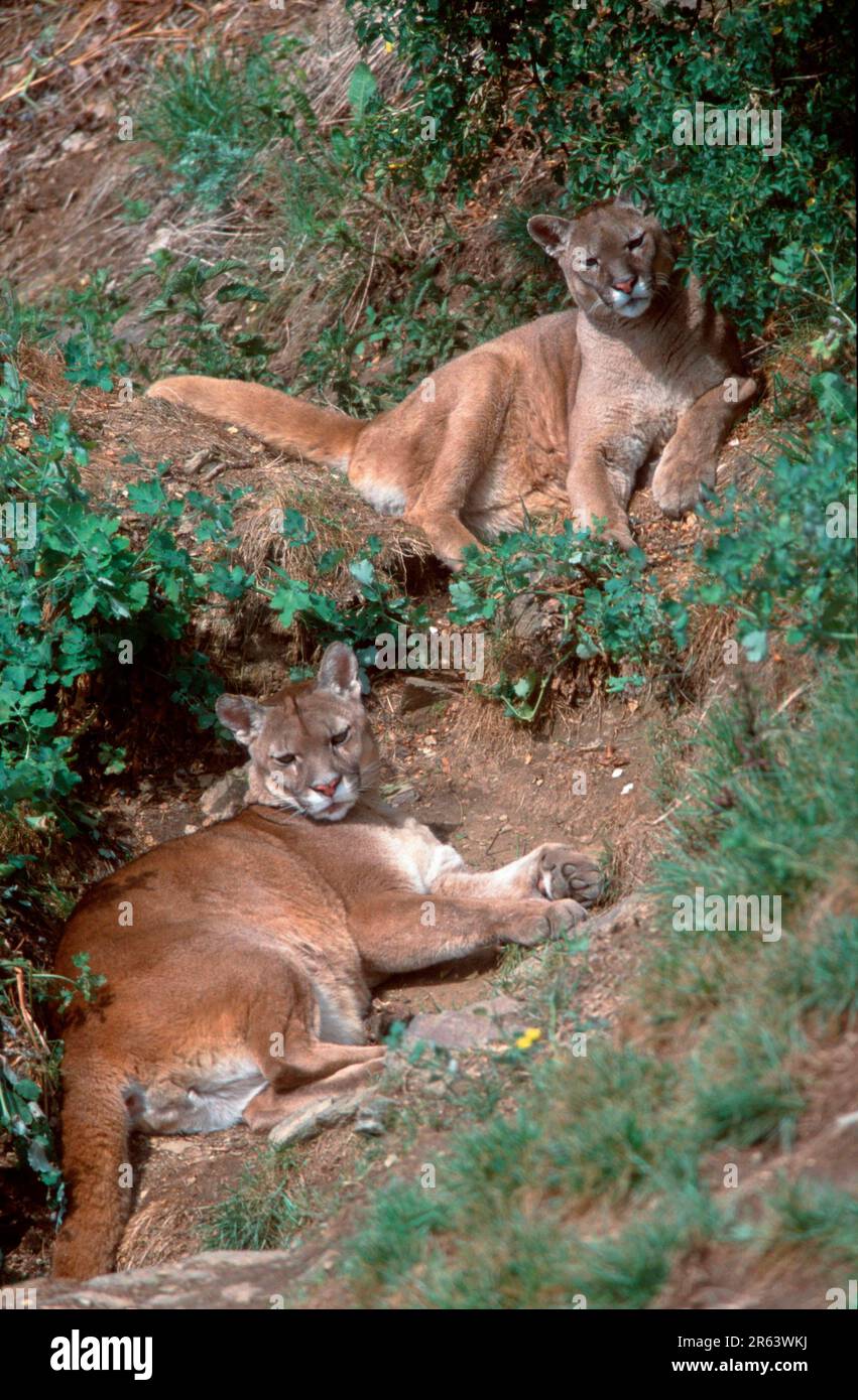 Pumas, pair (Felis concolor), mountain lion Stock Photo - Alamy
