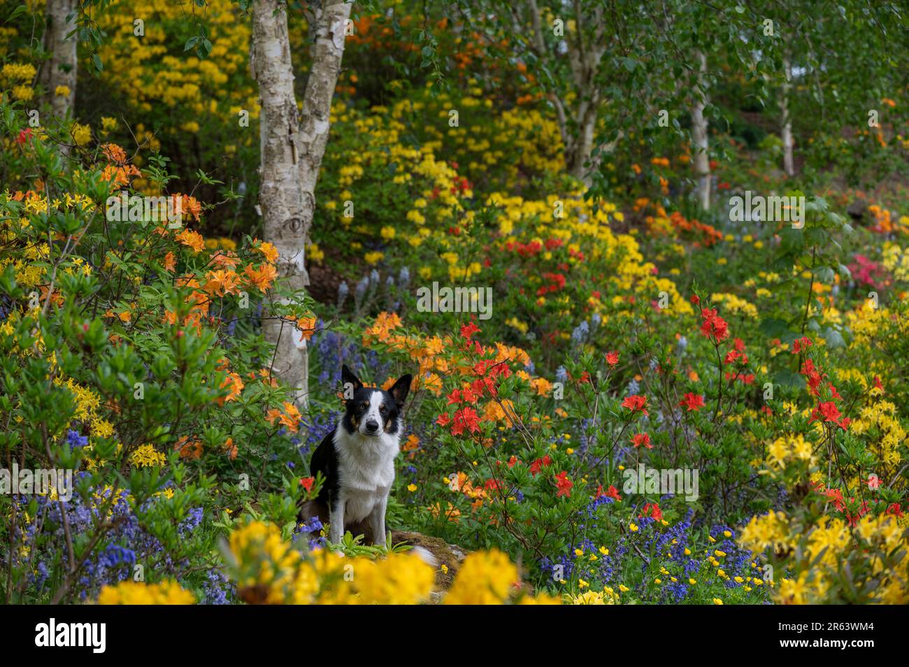 Burncastle hi-res stock photography and images - Alamy