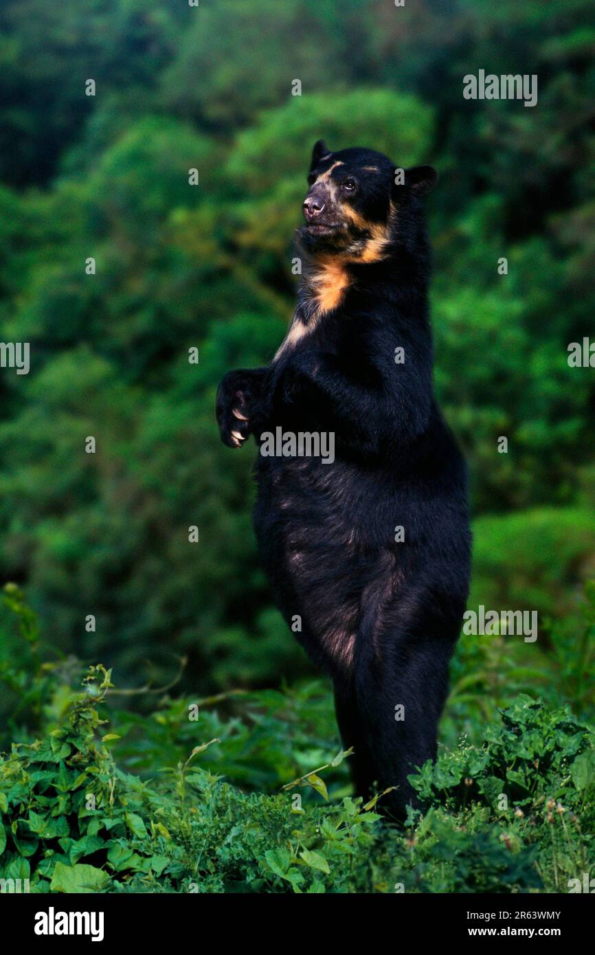 Spectacled bear hind hi-res stock photography and images - Alamy