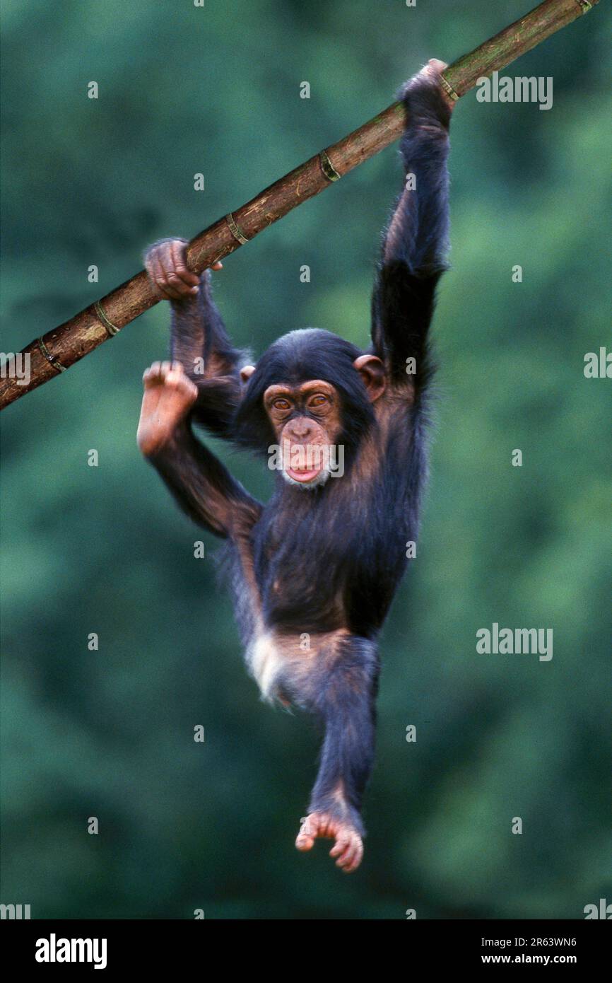 Chimpanzee young climbing hi-res stock photography and images - Alamy