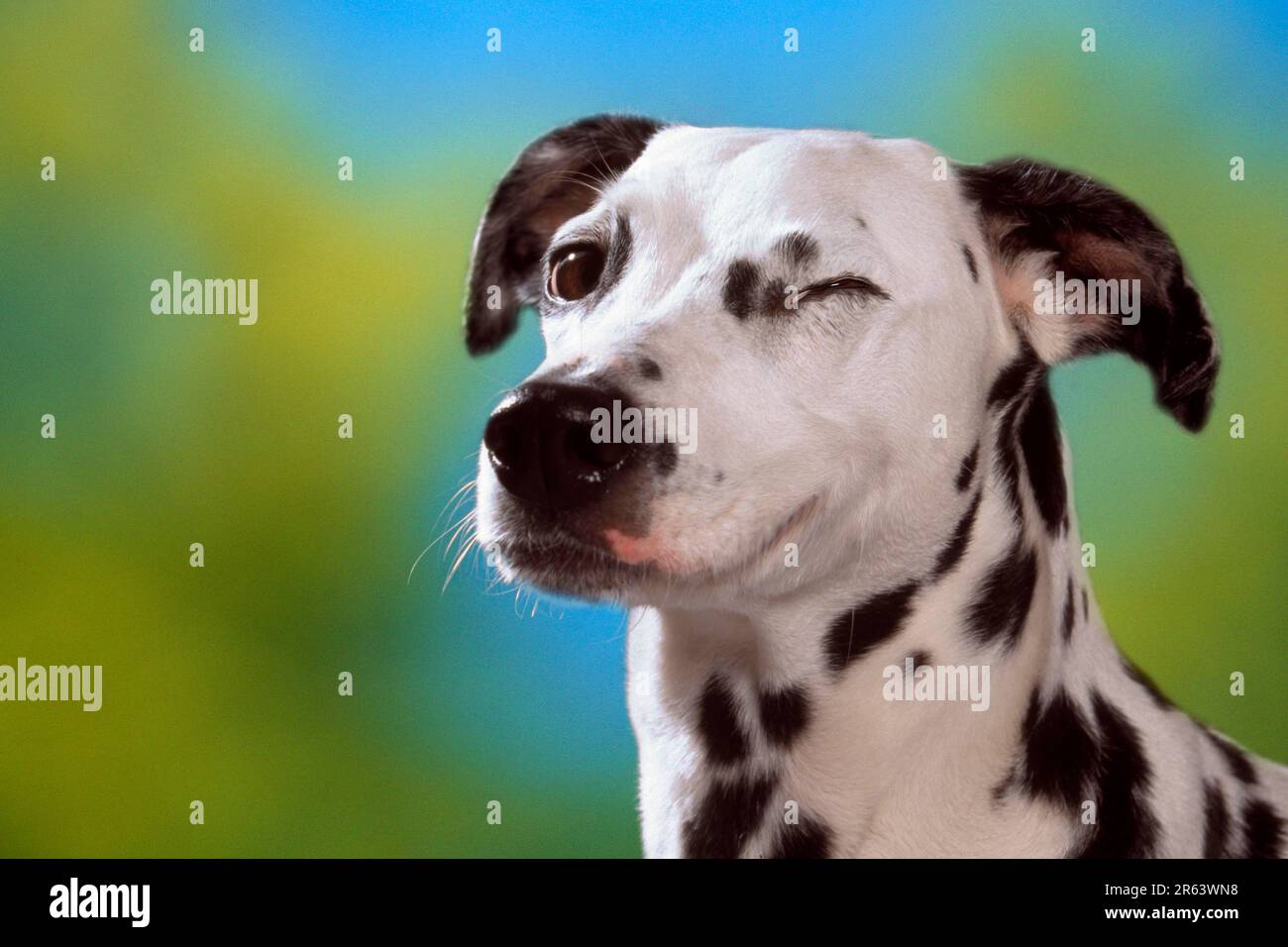 Dog blinking hi-res stock photography and images - Alamy