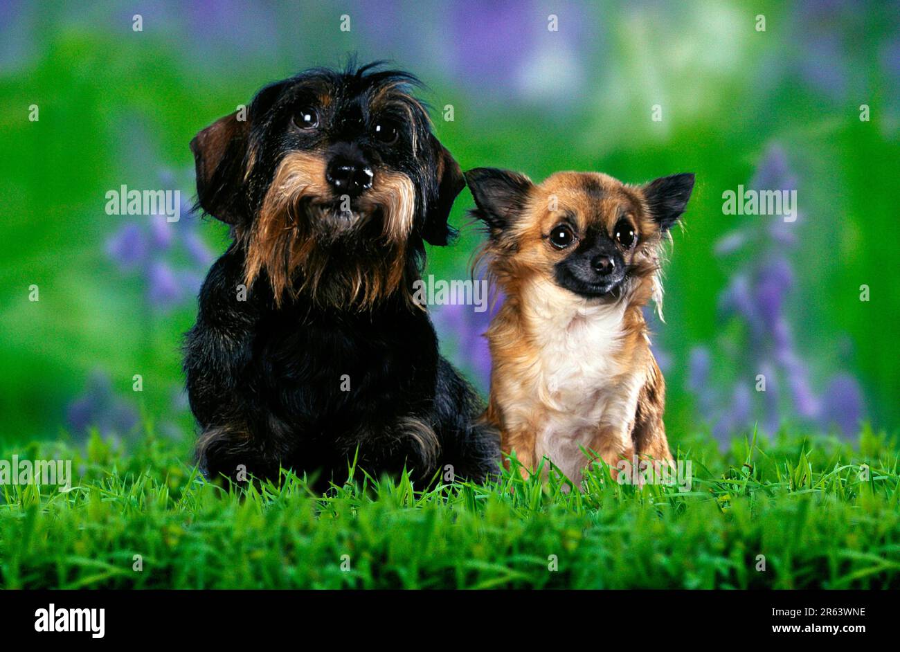 Rough-haired Dachshund and Chihuahua (animals) (mammals) (domestic dog ...