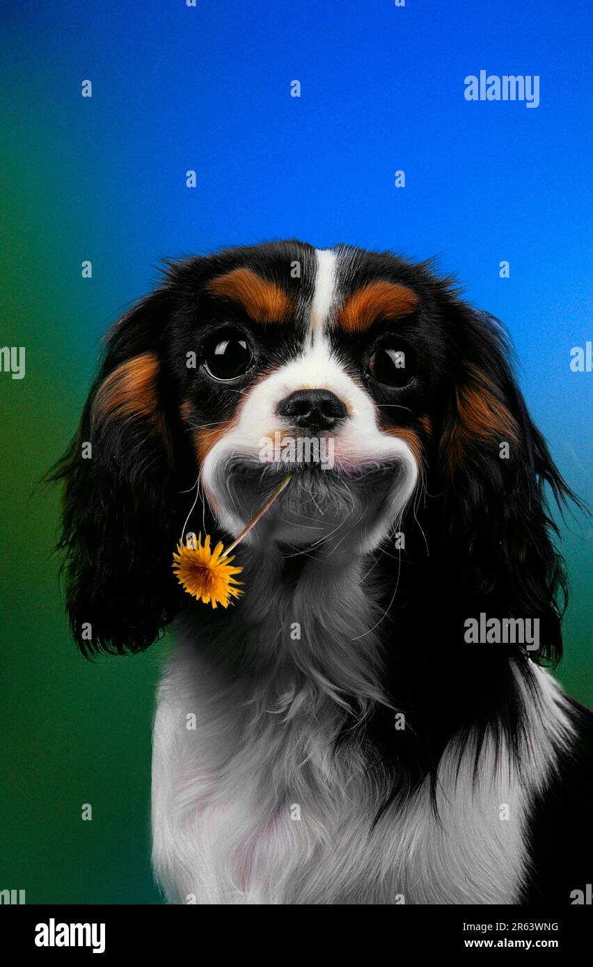 Cavalier King Charles Spaniel with flower in mouth, Cavalier King ...