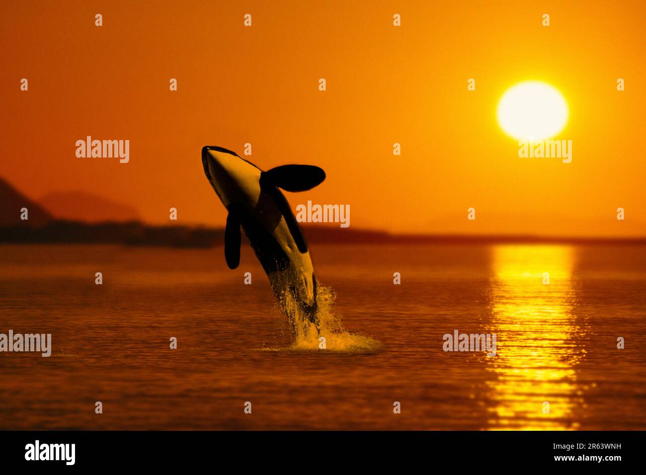 Adult killer whale hi-res stock photography and images - Alamy