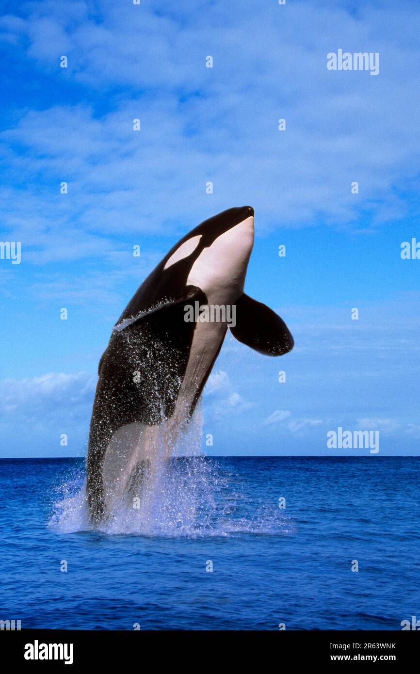 Killerwhale hi-res stock photography and images - Alamy