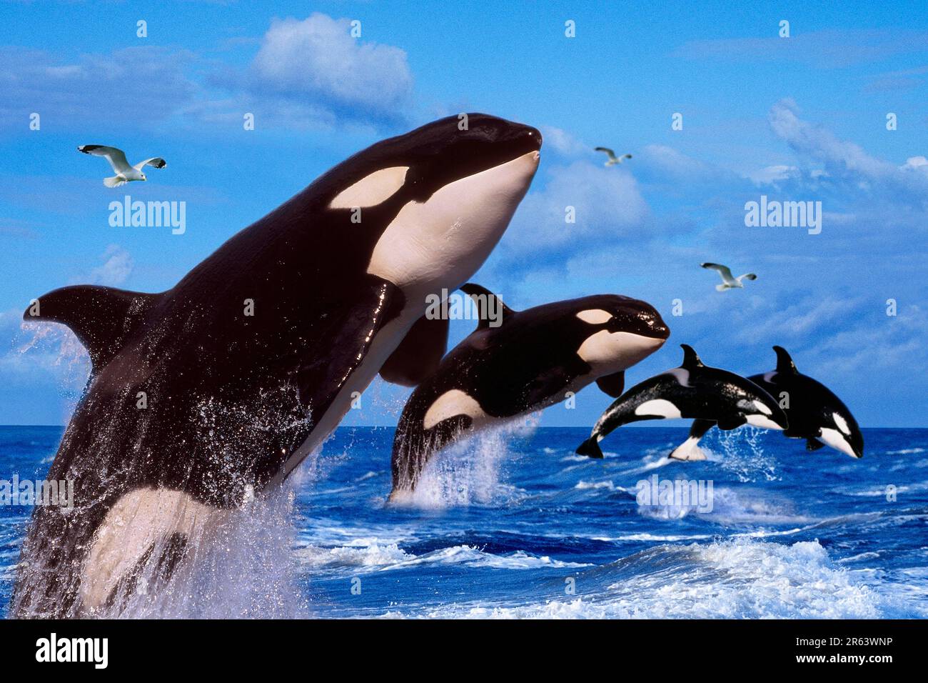 Killer whales (Orcinus orca Stock Photo - Alamy