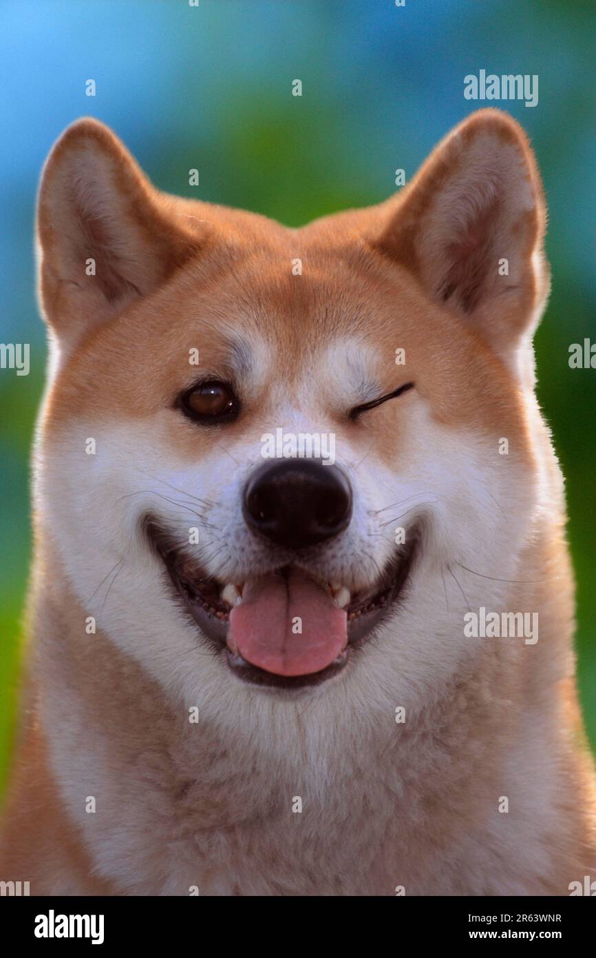 Akita Inu, blinking Stock Photo - Alamy