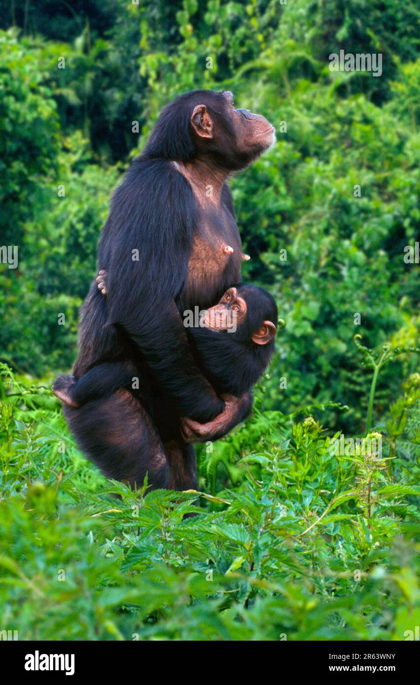 Chimpanzees Female Carrying Common Chimpanzee Pan Troglodytes Chimpanzees Female Carrying