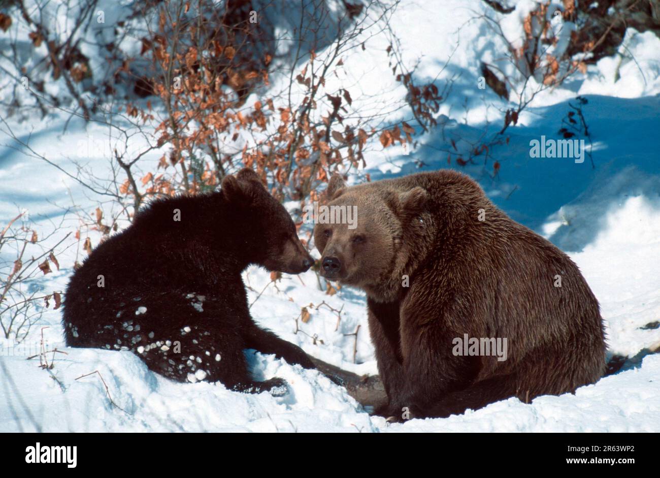 European Brown Bears (Ursus arctos), female with cubs Stock Photo - Alamy