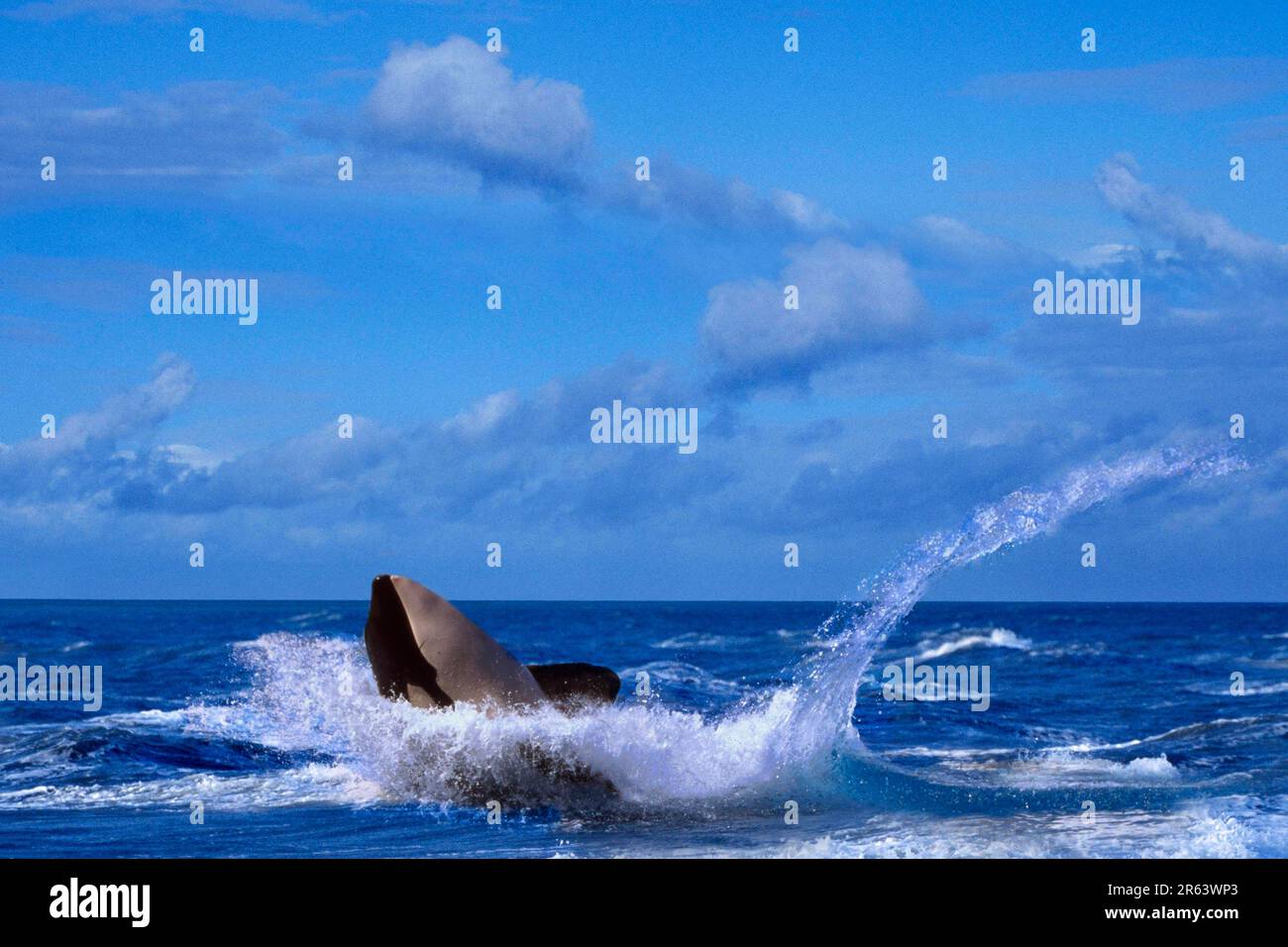 Orca, killer whale (Orcinus orca), Orca, Animals, Mammals, Whales ...