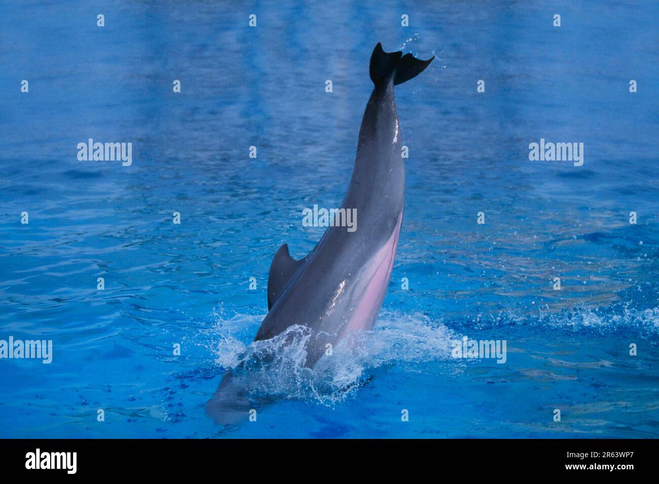 Bottlenose Dolphin, Bottlenose dolphin (Tursiops truncatus), lateral ...
