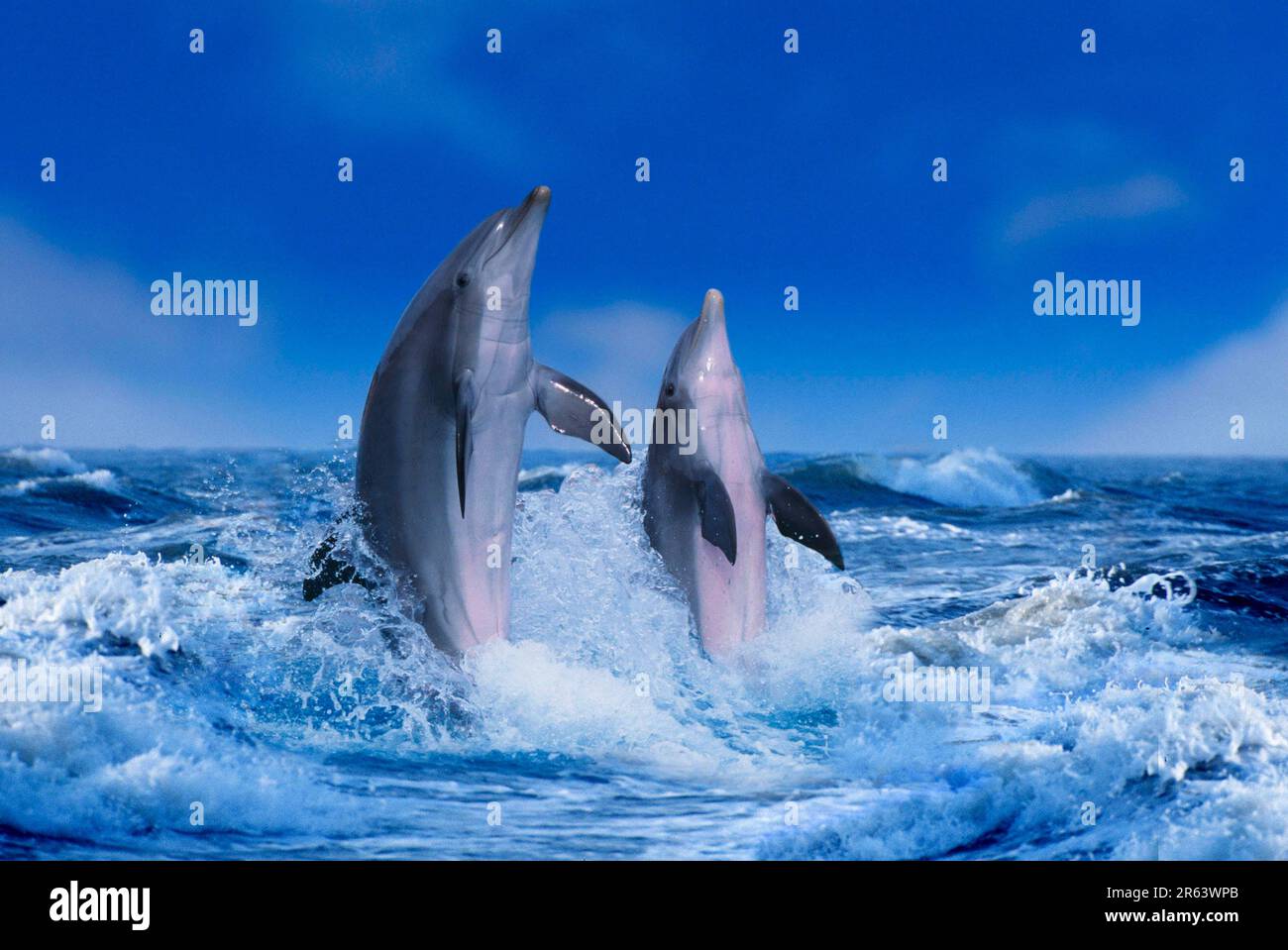 Bottlenose Dolphins (Tursiops truncatus Stock Photo - Alamy