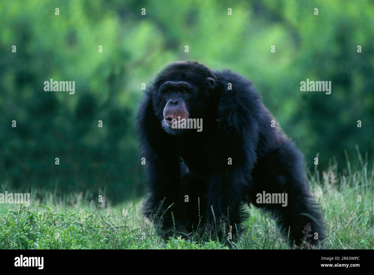 Chimpanzee (Pan troglodytes), male, display behaviour, Schimpanse ...