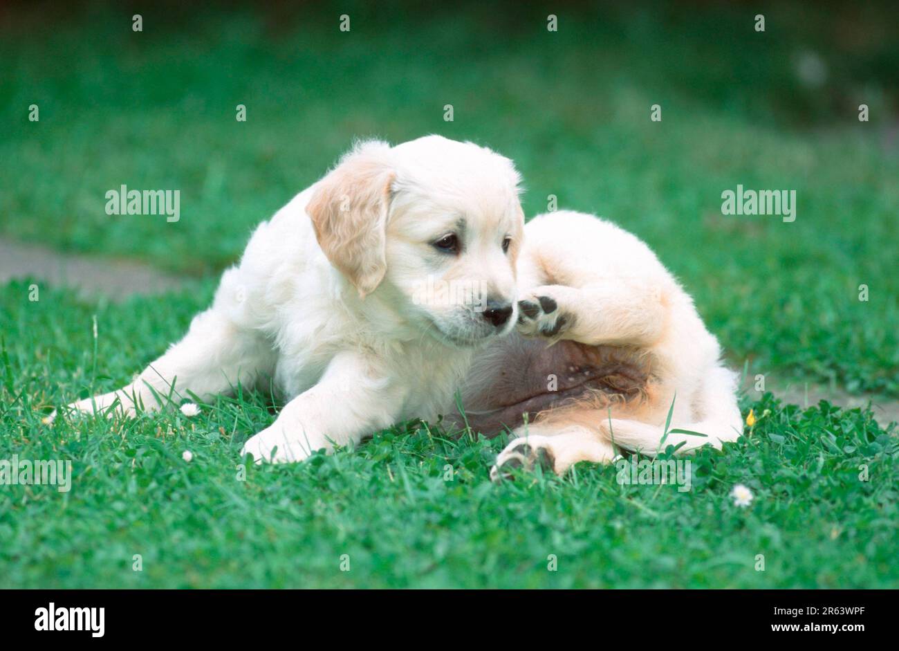 Seven week old golden retriever puppy hi-res stock photography and ...