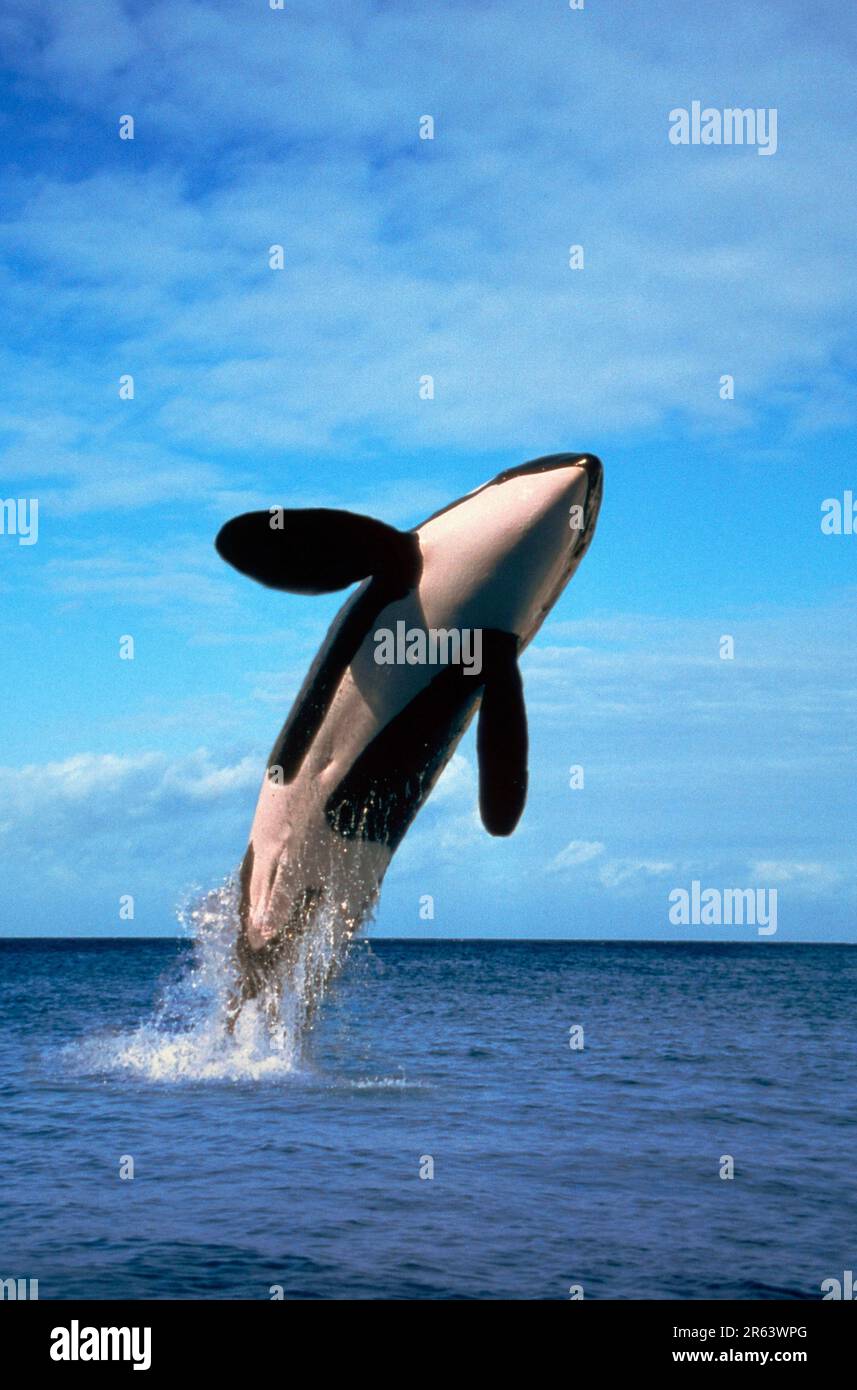 Killerwhale (Orcinus orca Stock Photo - Alamy