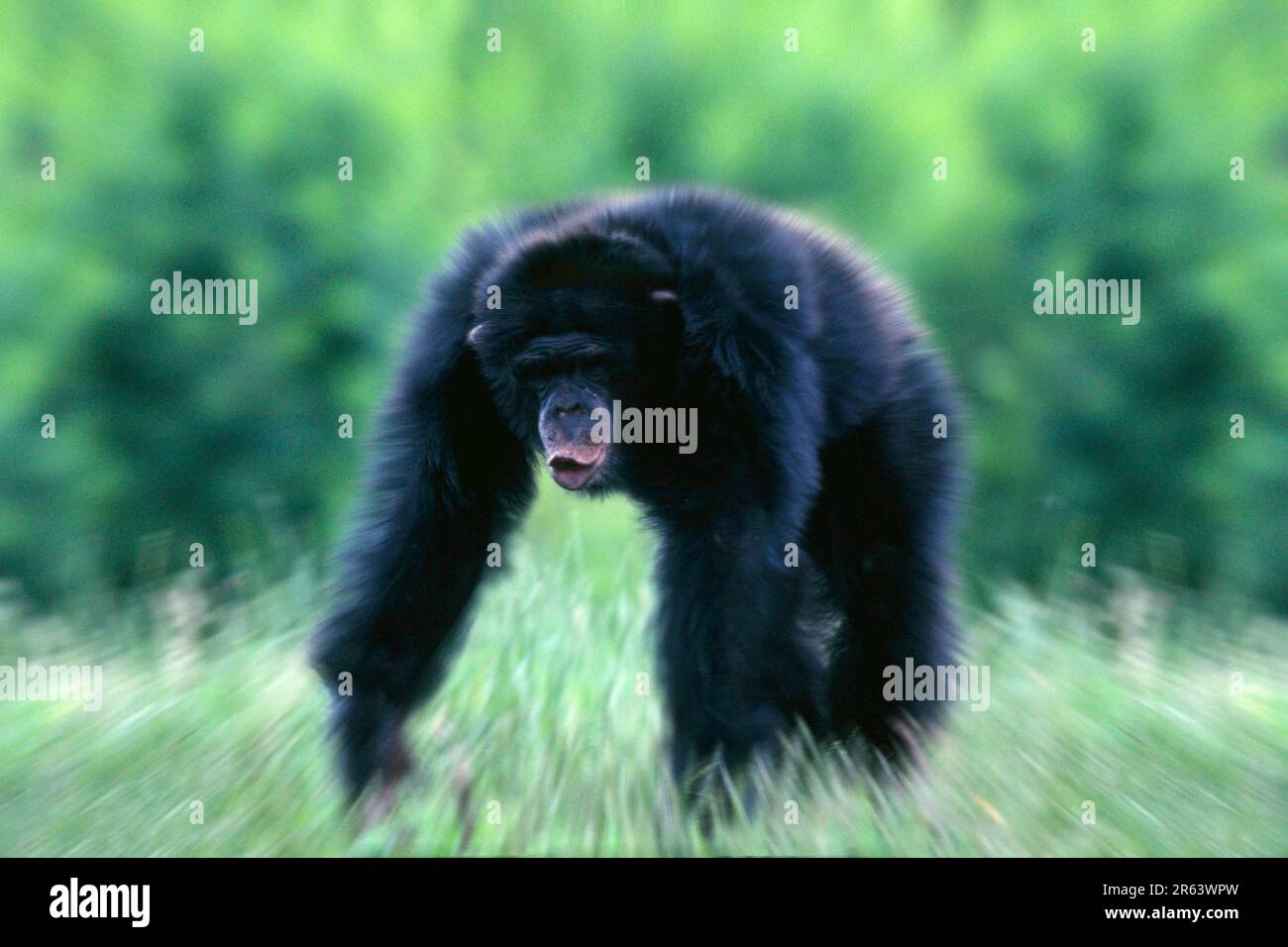 Chimpanzee Strength Test