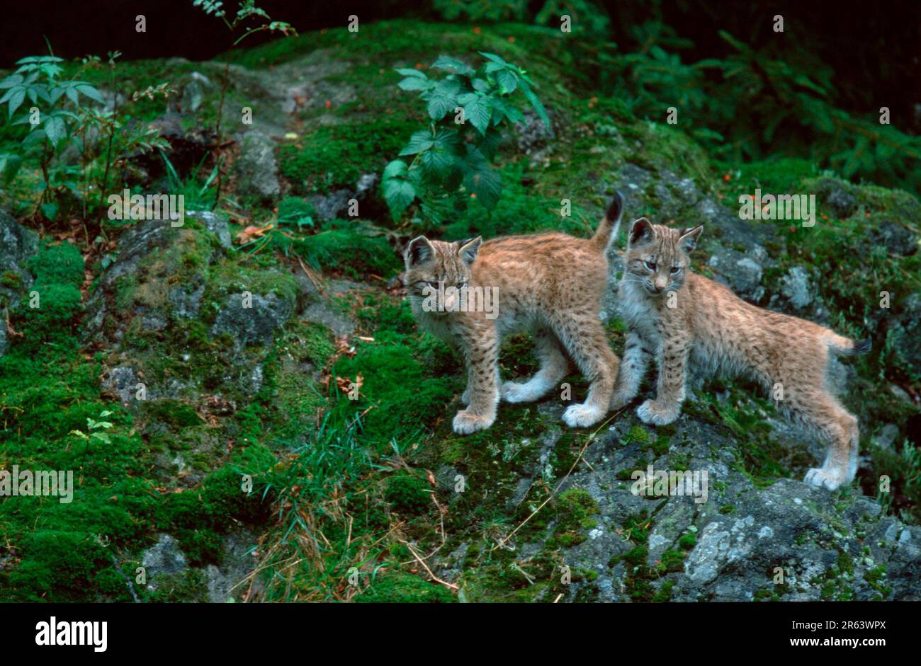 European Lynx (Lynx lynx), cubs Stock Photo - Alamy