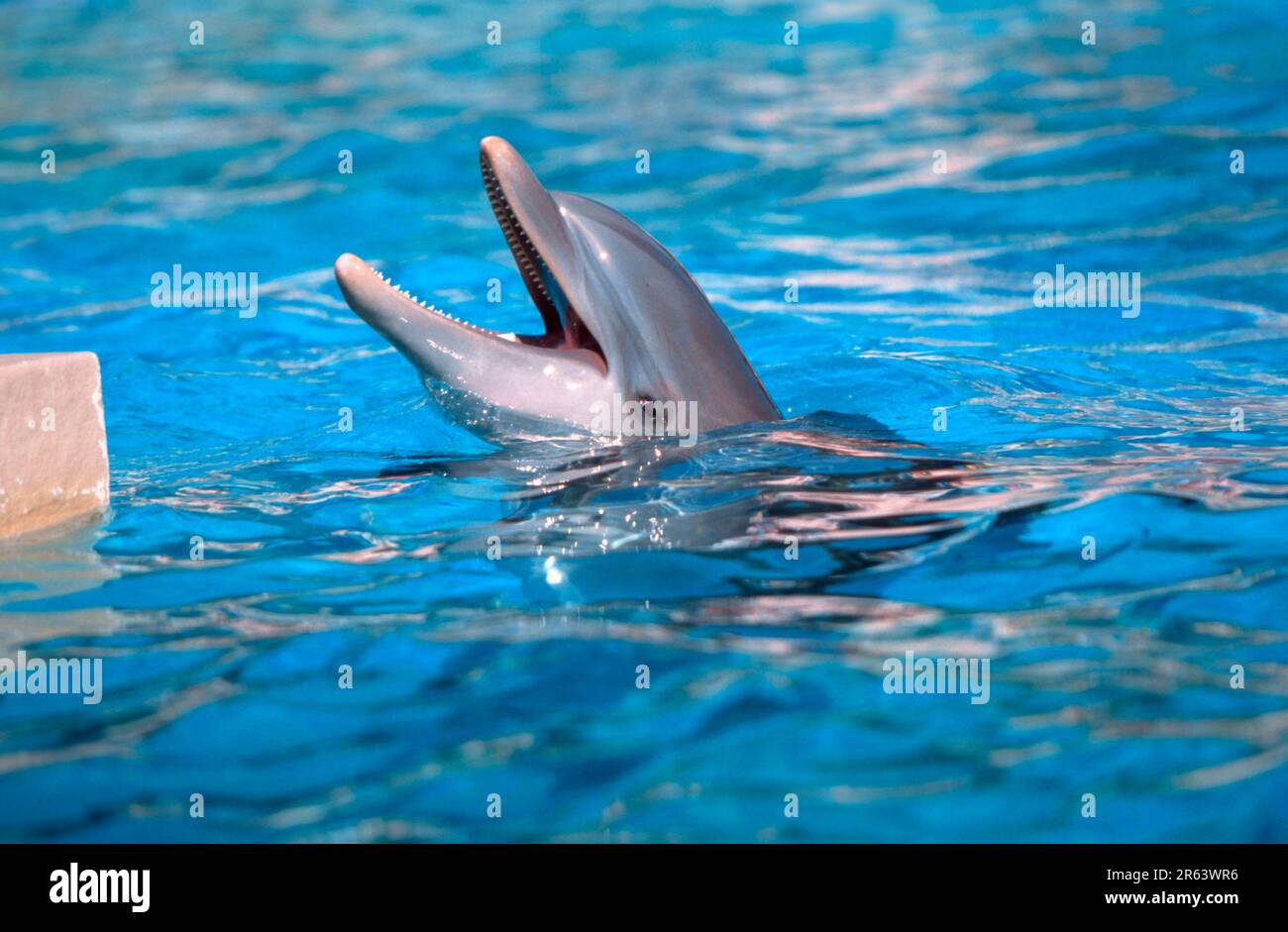 Bottlenose Dolphin (Tursiops truncatus Stock Photo - Alamy