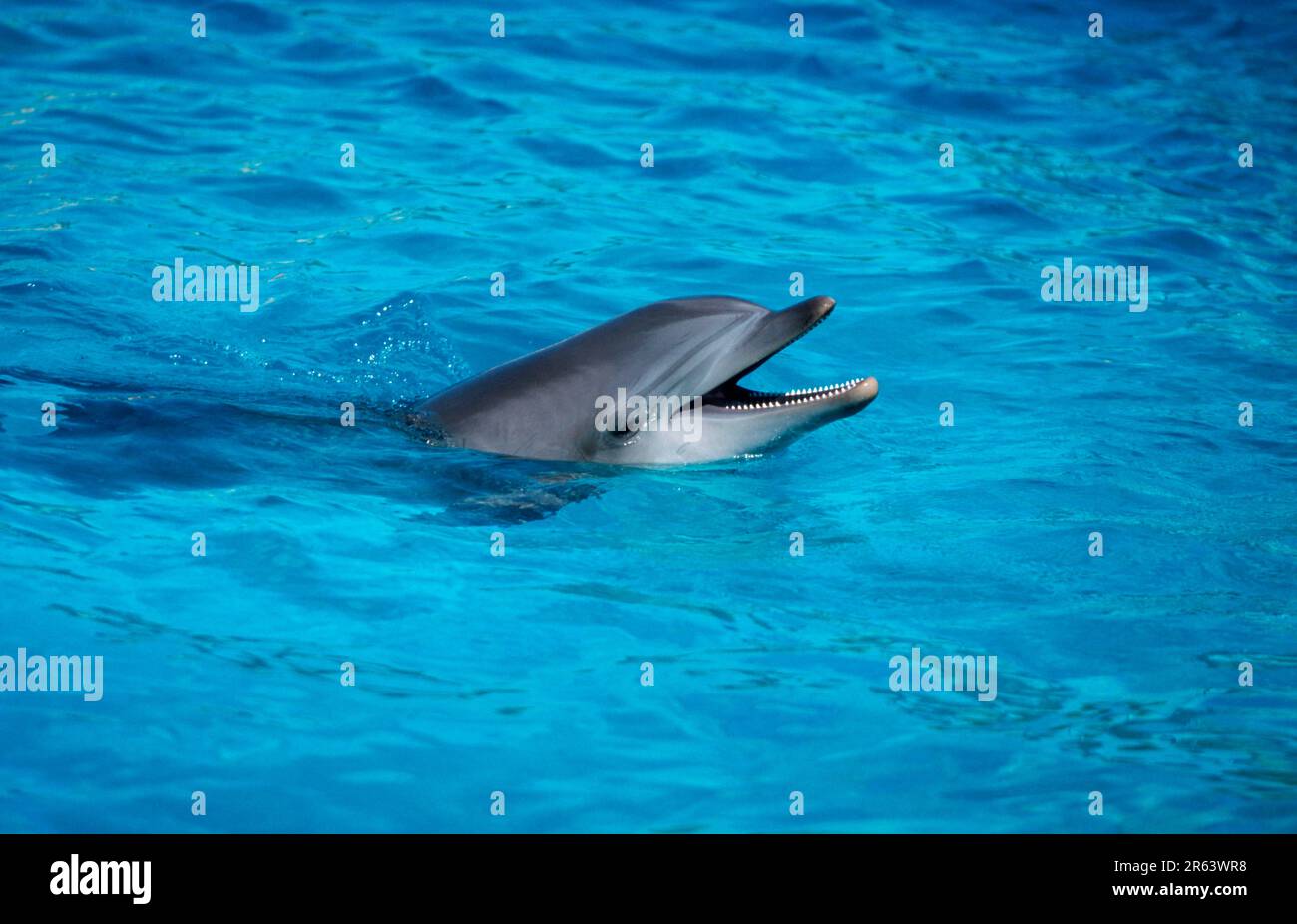 Bottlenose Dolphin (Tursiops truncatus Stock Photo - Alamy