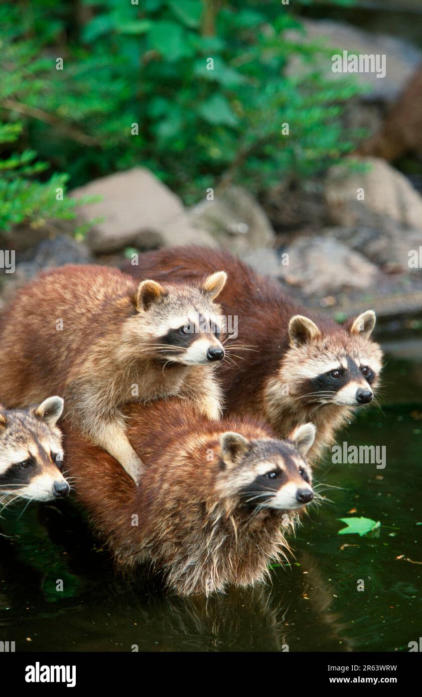 Raccoons (Procyon lotor Stock Photo - Alamy