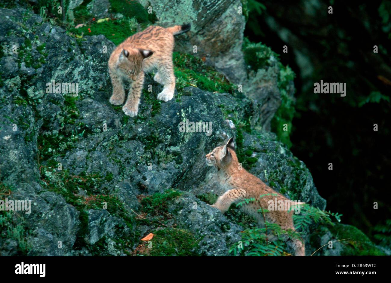 European Lynx (Lynx lynx), cubs Stock Photo - Alamy