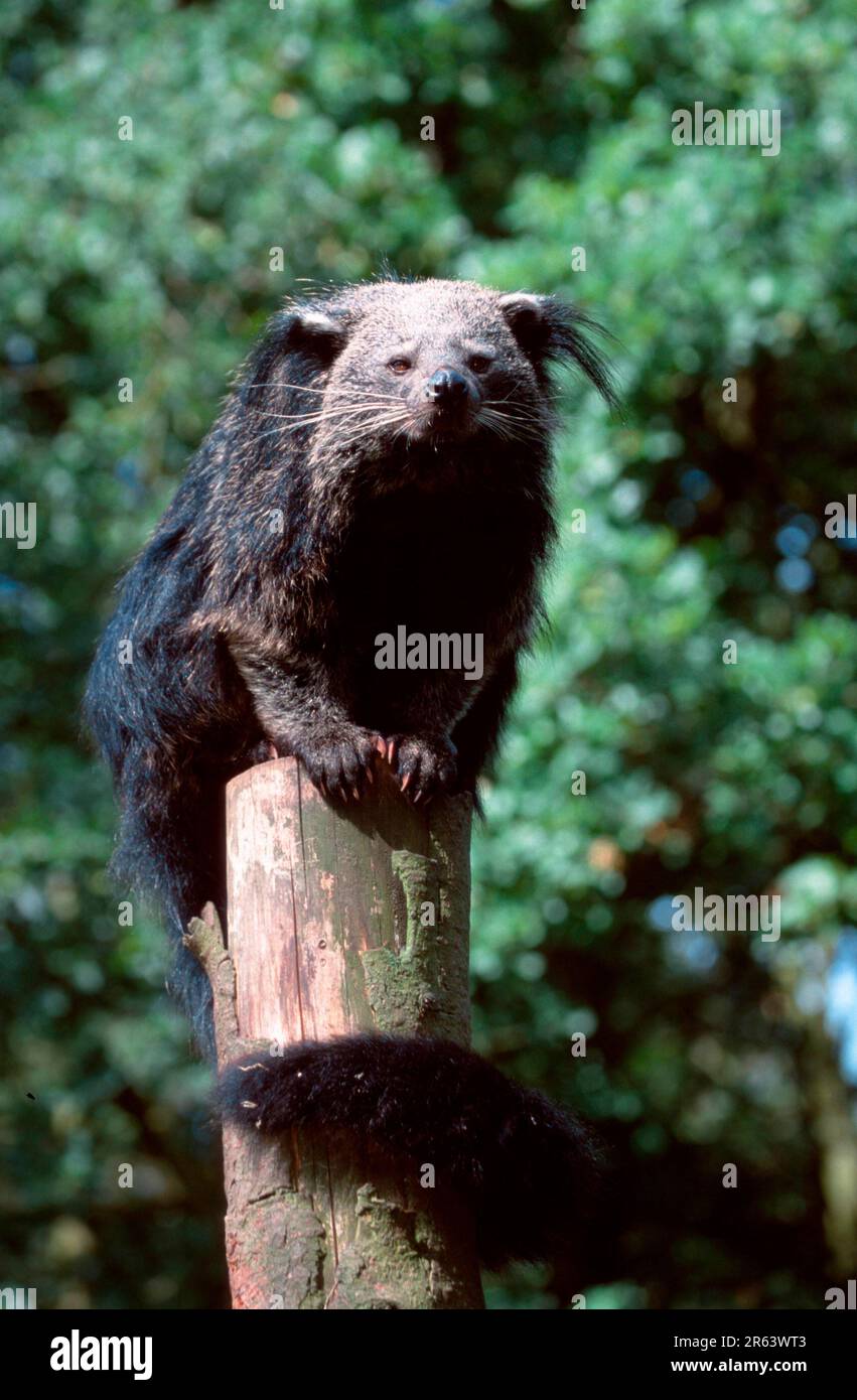 Binturong (Arctictis binturong), bear cat Stock Photo - Alamy