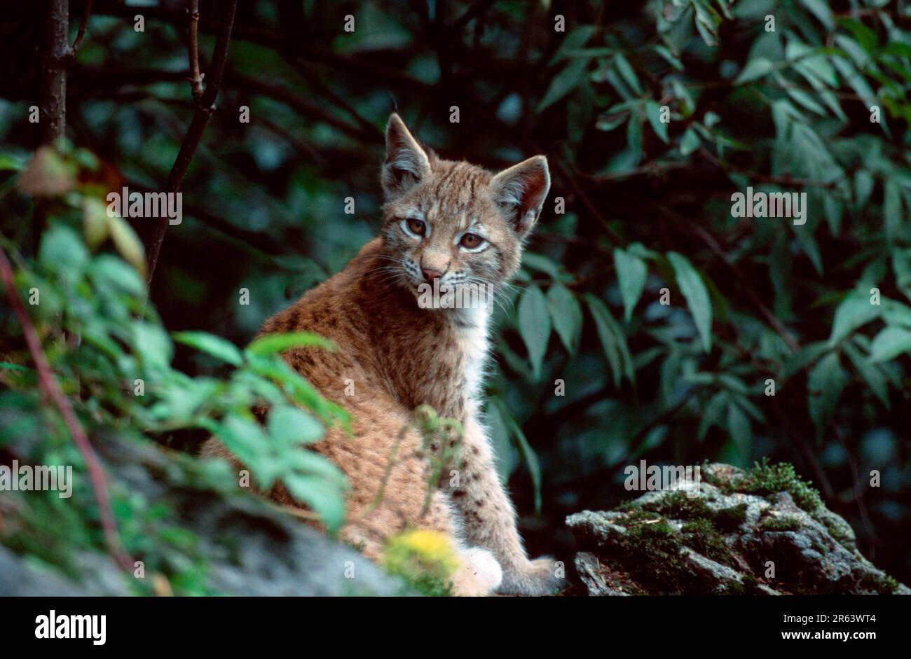 Baby lynx hi-res stock photography and images - Alamy
