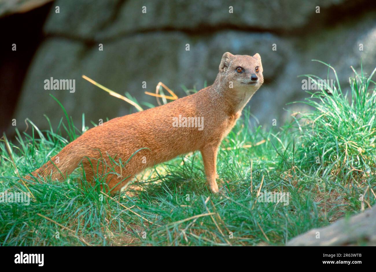 Yellow yellow mongoose (Cynictis penicillata Stock Photo - Alamy
