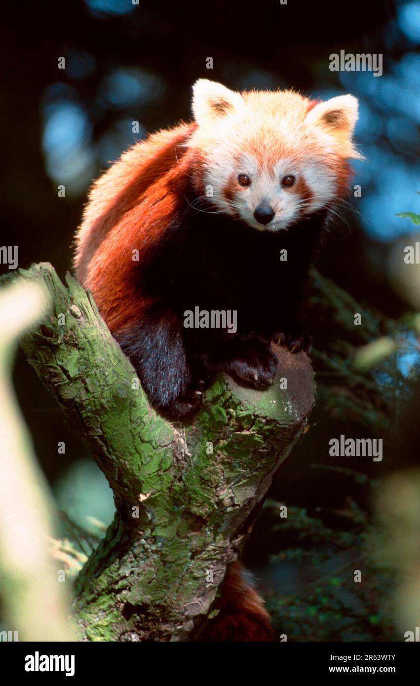Red panda front view hi-res stock photography and images - Alamy