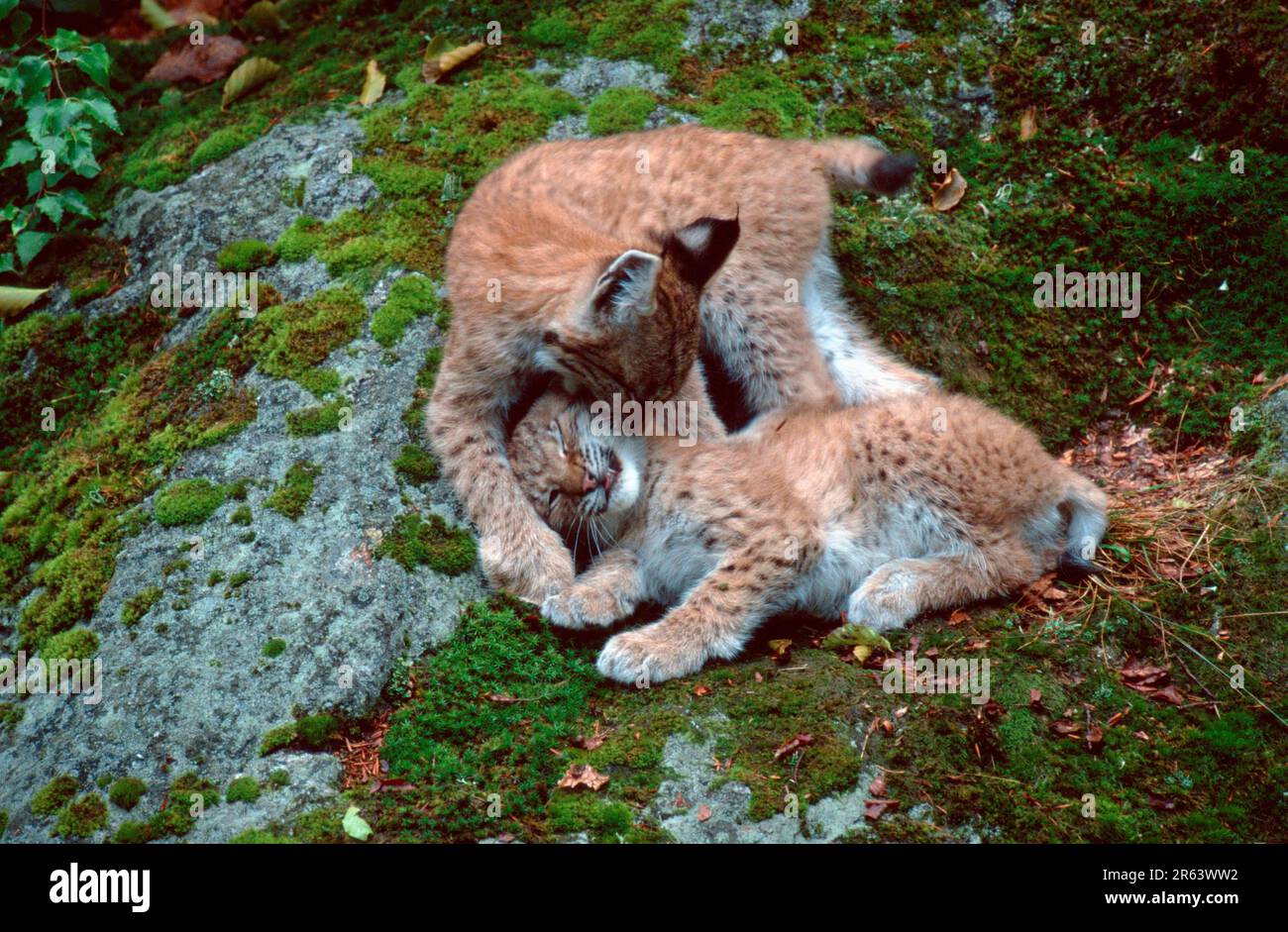 Young European Lynx, playing, lynxes, playing cubs, eurasian lynx (Lynx ...
