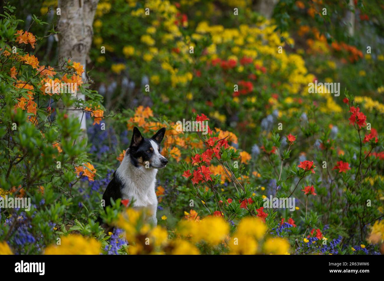 Burncastle hi-res stock photography and images - Alamy
