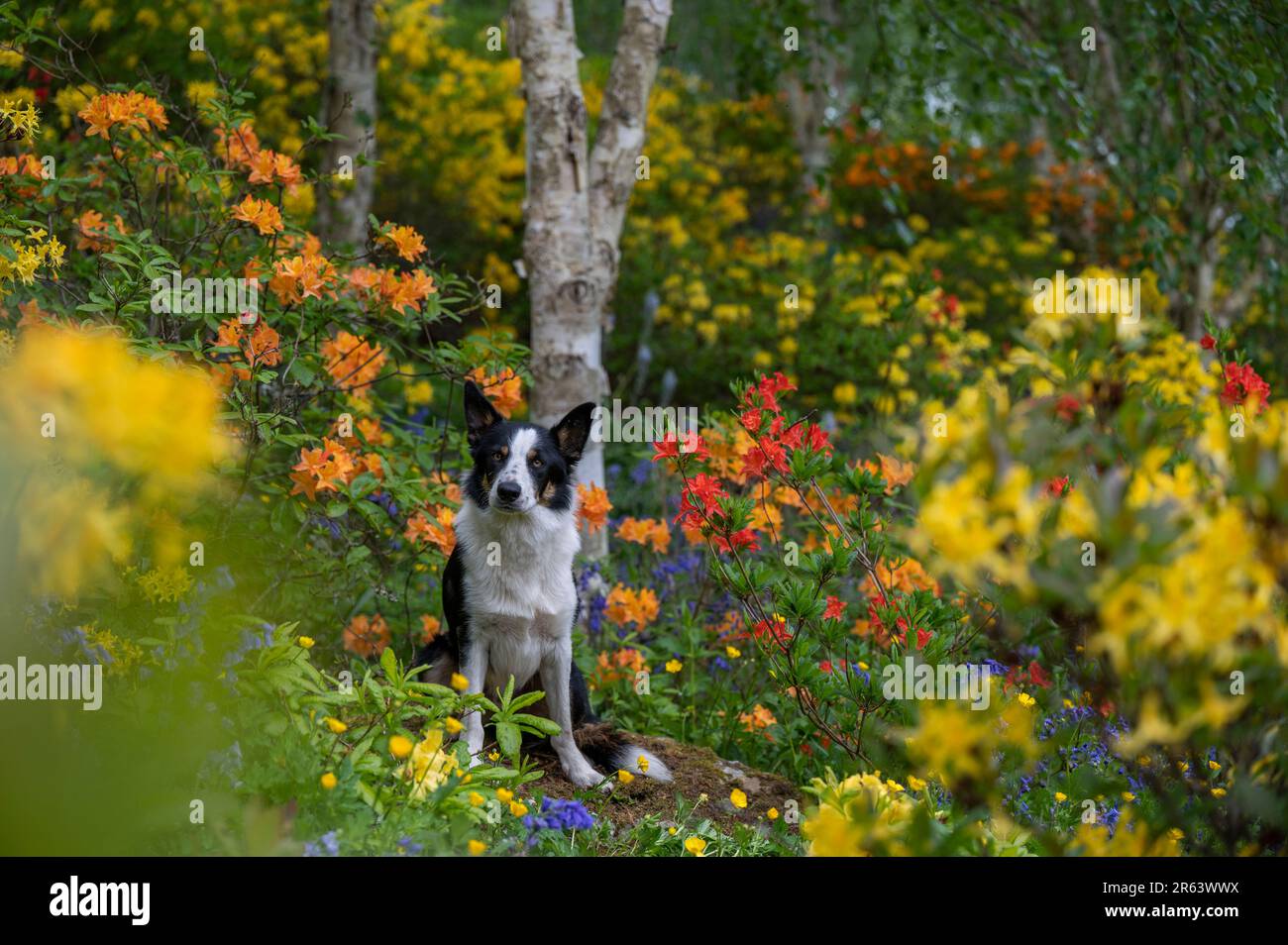 Burncastle hi-res stock photography and images - Alamy