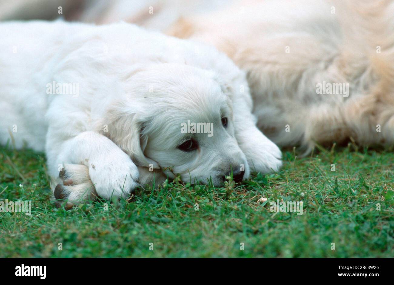 Golden Retriever, puppy, 7 weeks old, resting, puppy, 7 weeks old ...