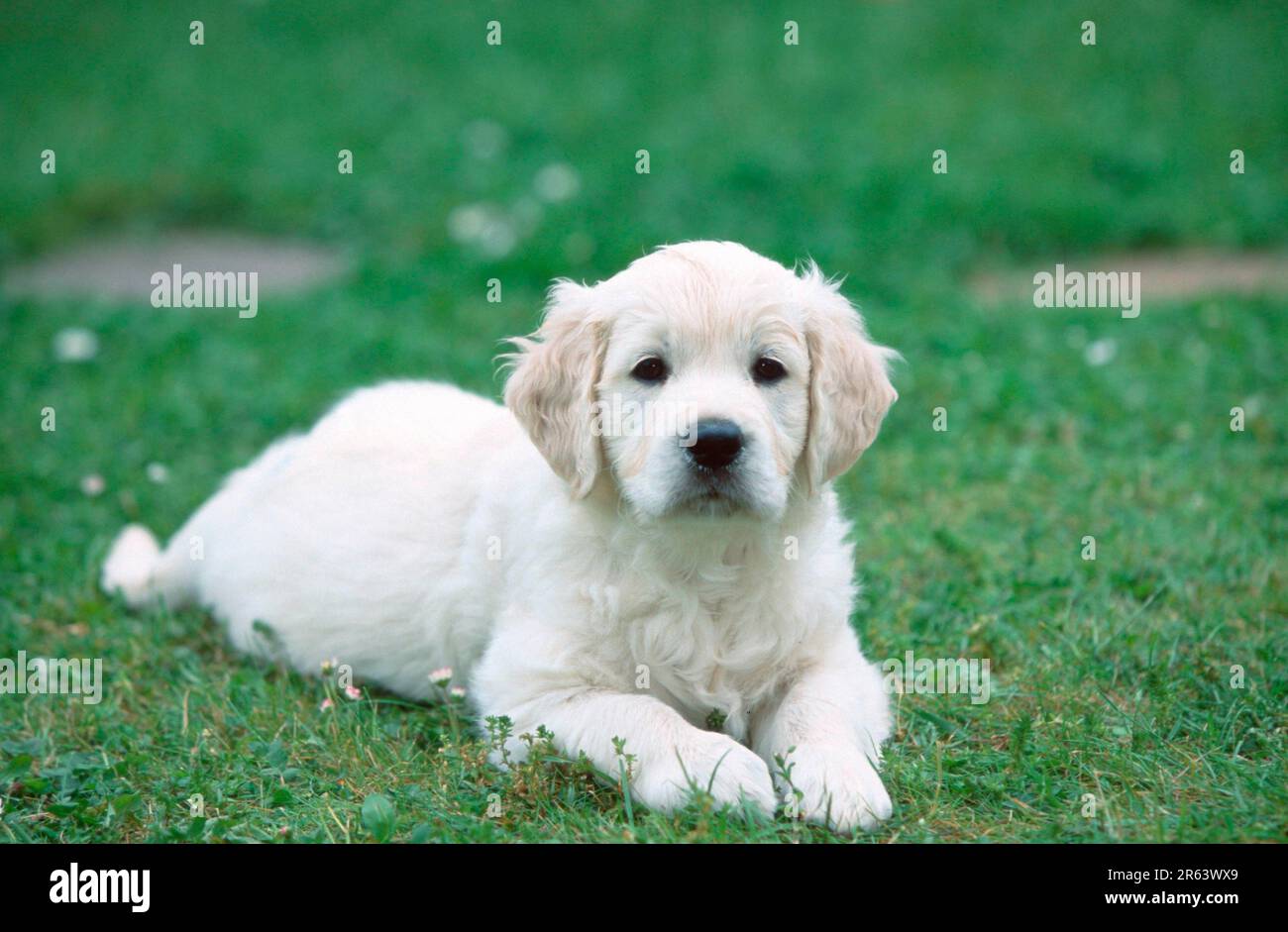 Golden Retriever, puppy, 7 weeks old, Puppy, 7 weeks old (mammals ...