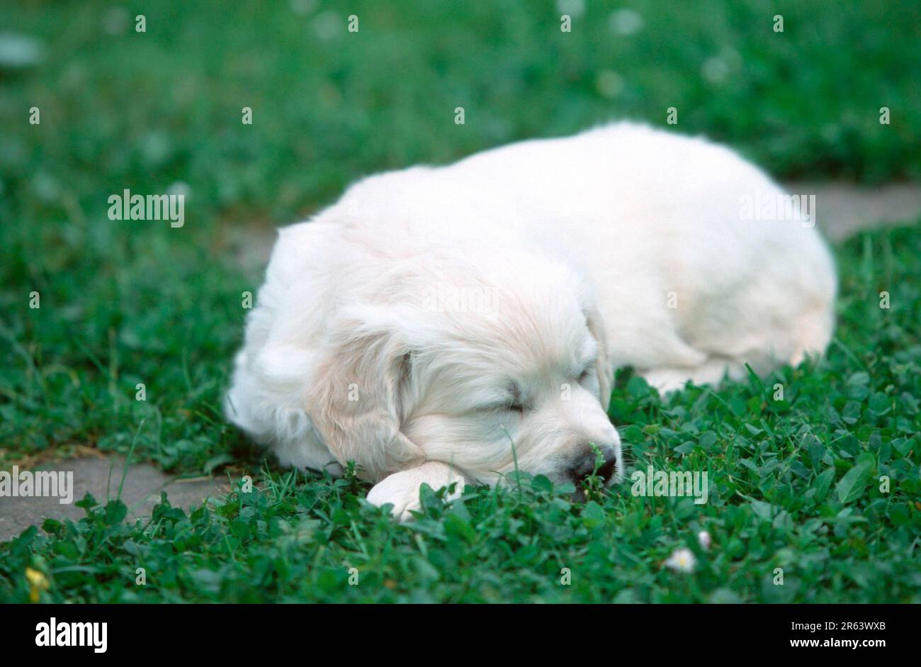 Golden Retriever, puppy, 7 weeks Stock Photo - Alamy