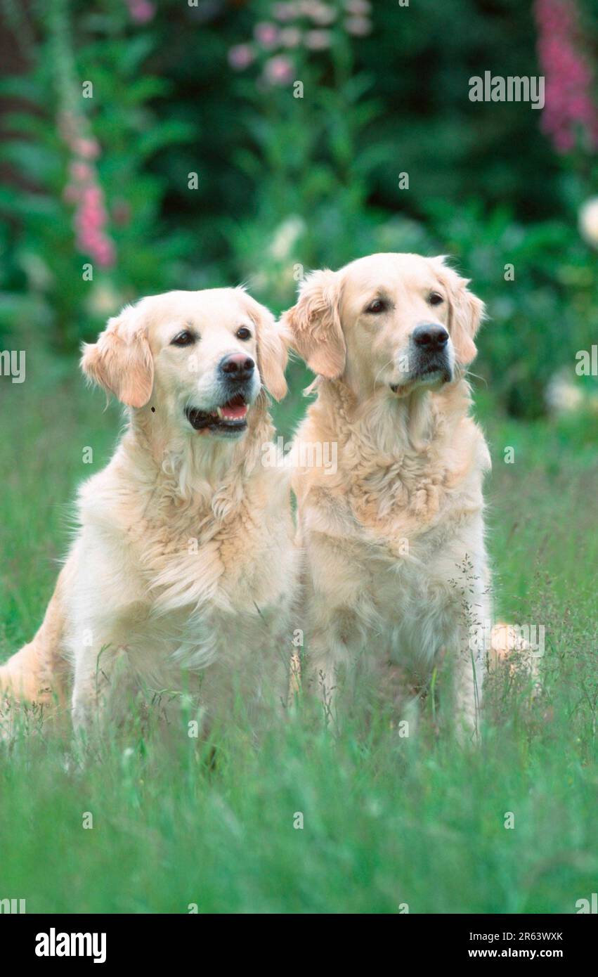 Golden Retriever, pair, couple (mammals) (animals) (domestic dog) (pet ...