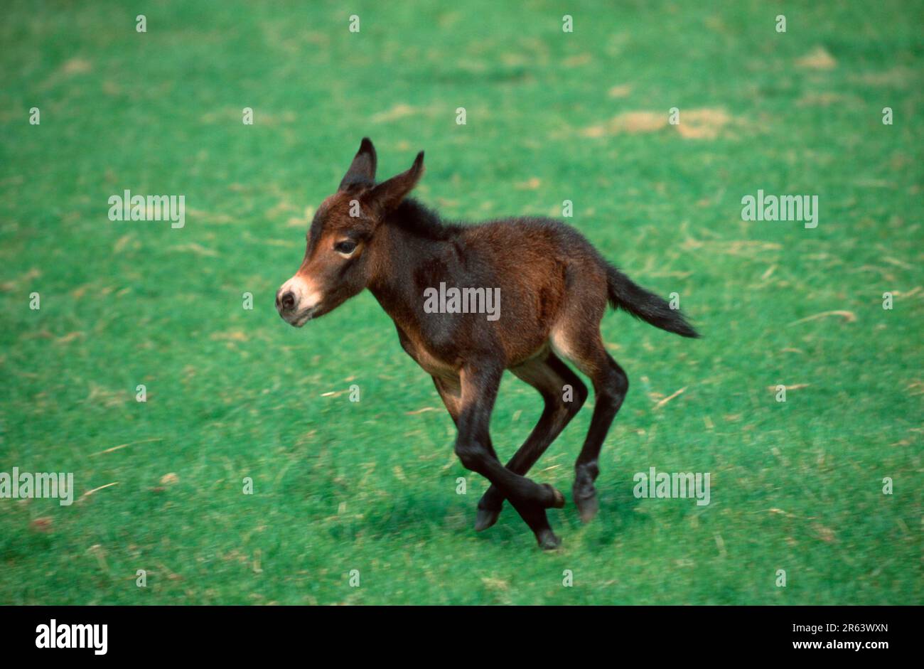 Mule foal, mule, foal (mammals) (mammals) (ungulates) (horses) (odd ...