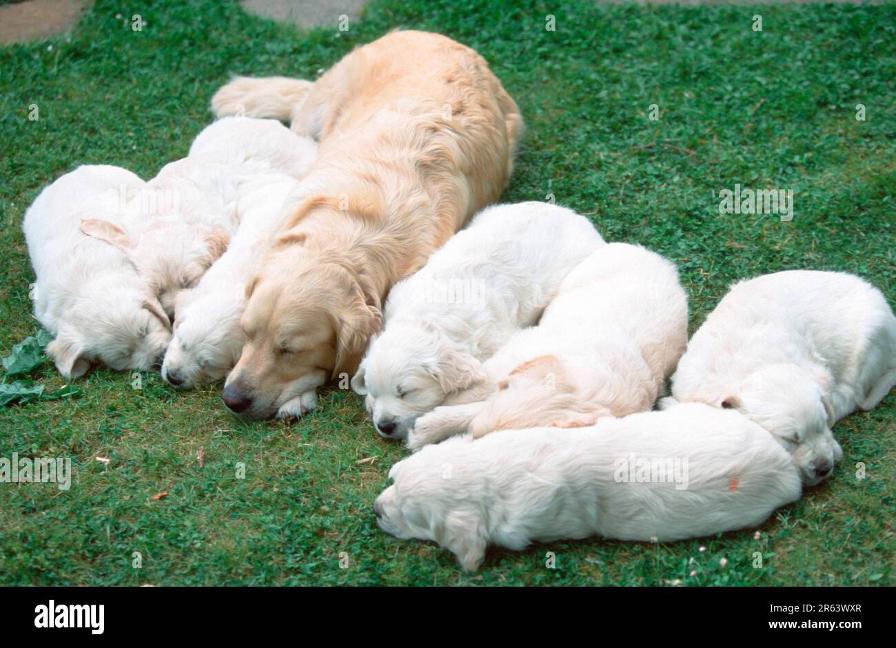 Group of golden retriever puppies hi-res stock photography and images ...