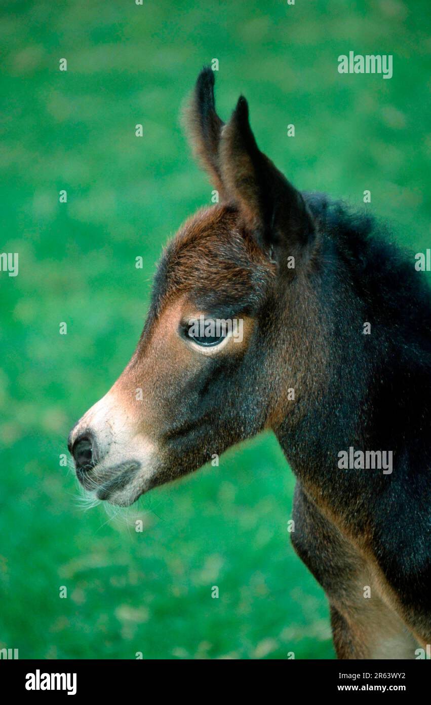 Mule foal, mule, foal (mammals) (mammals) (ungulates) (horses) (odd ...