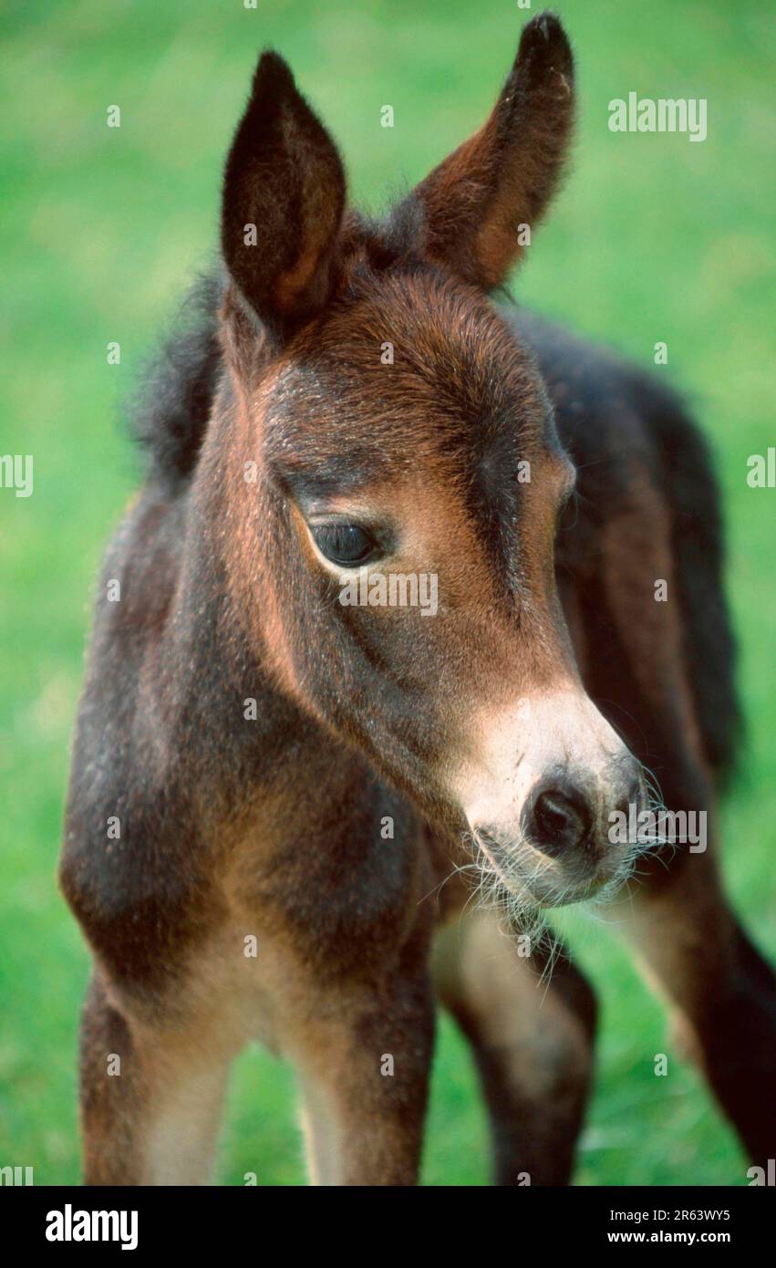 Newborn Mule
