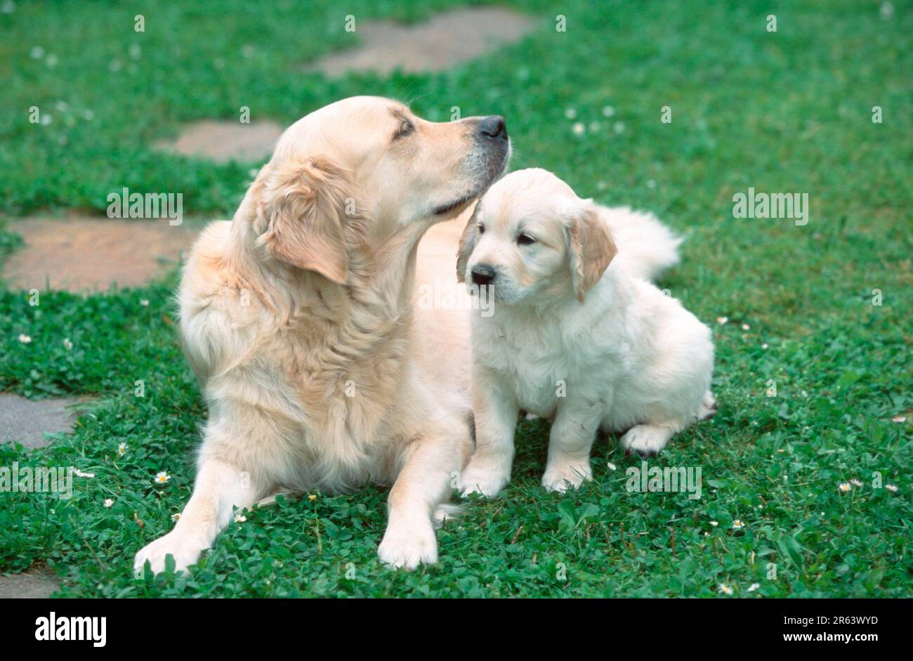 Golden Retriever with puppy, 7 weeks old, Golden Retriever with puppy ...