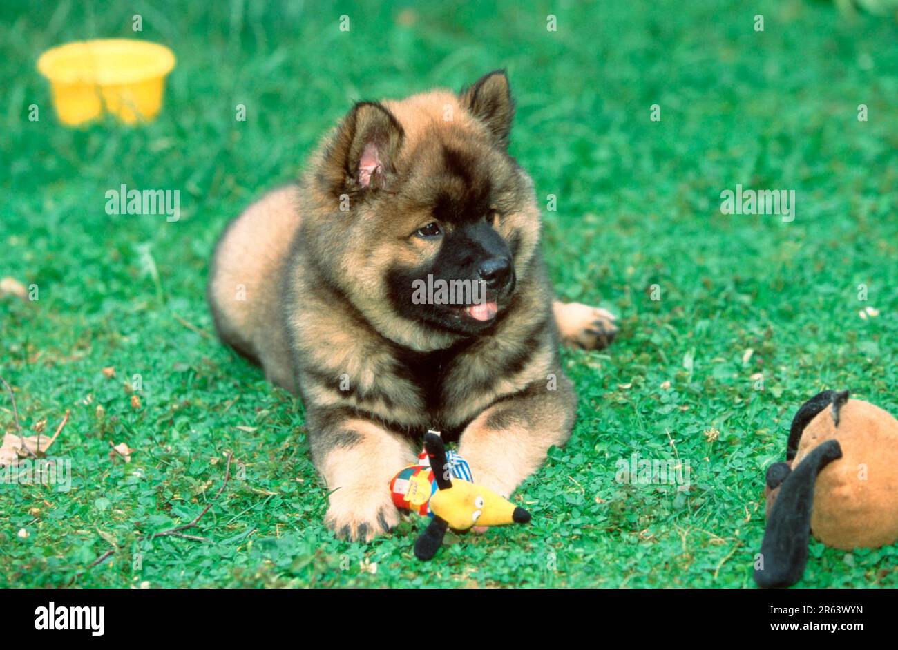 Eurasier, puppy, 9 weeks old, Puppy, 9 weeks old (mammals) (animals ...
