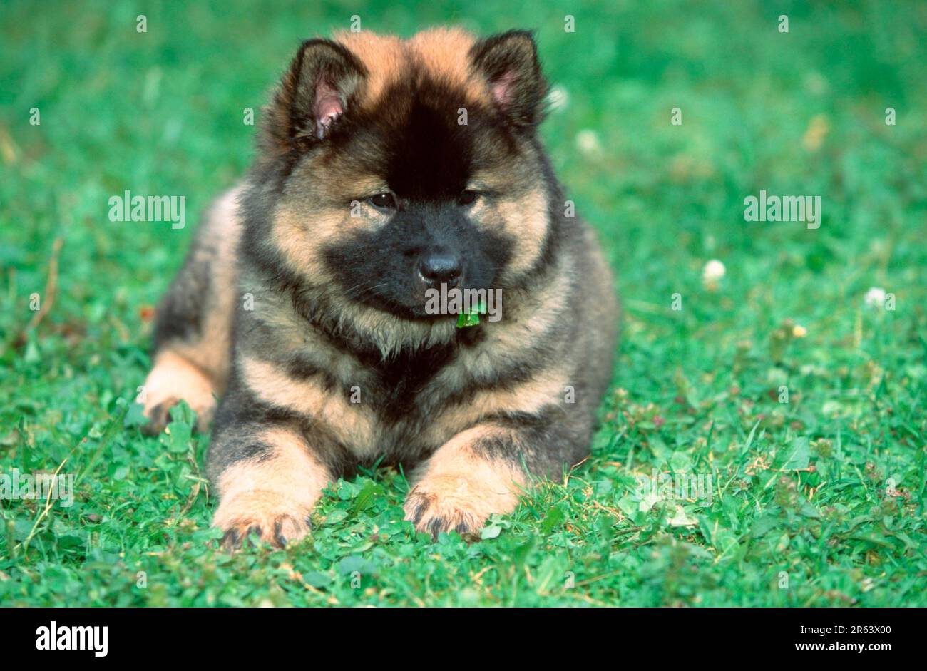 Eurasier, puppy, 9 weeks old, Puppy, 9 weeks old (mammals) (animals ...
