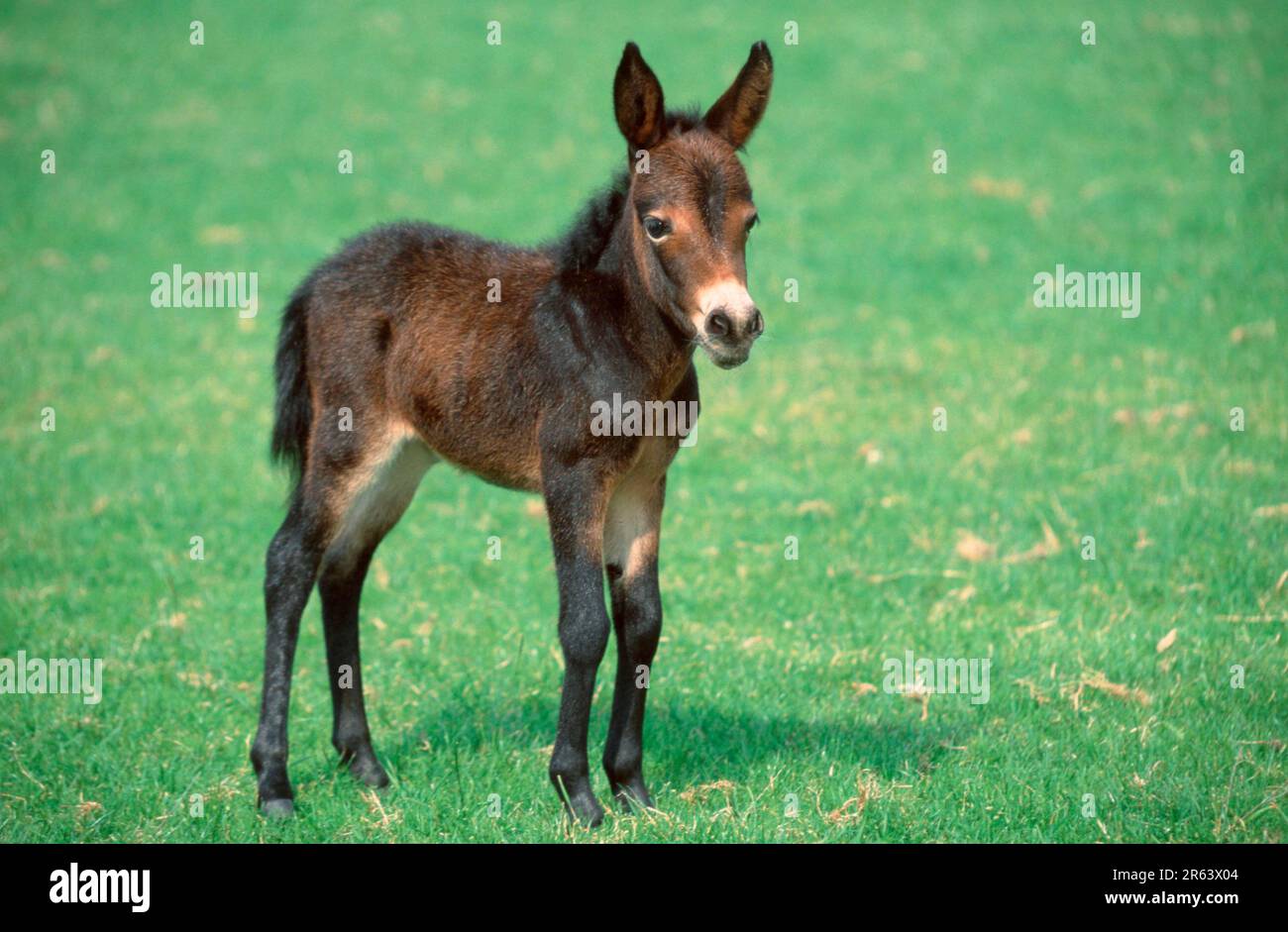 Newborn Mule
