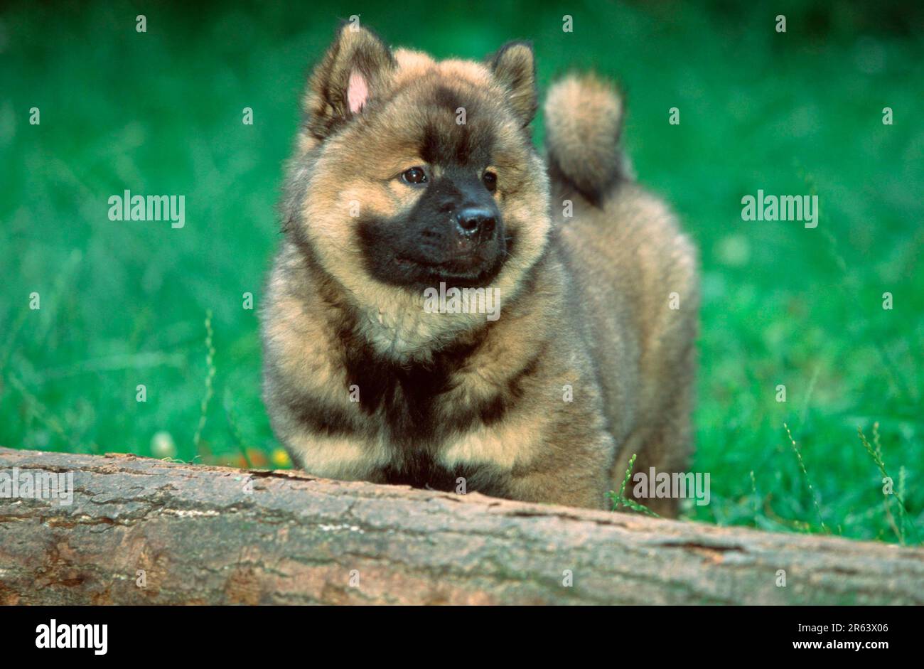 Eurasier, puppy, 9 weeks old, Puppy, 9 weeks old (mammals) (animals) (pet) (domestic dog ...