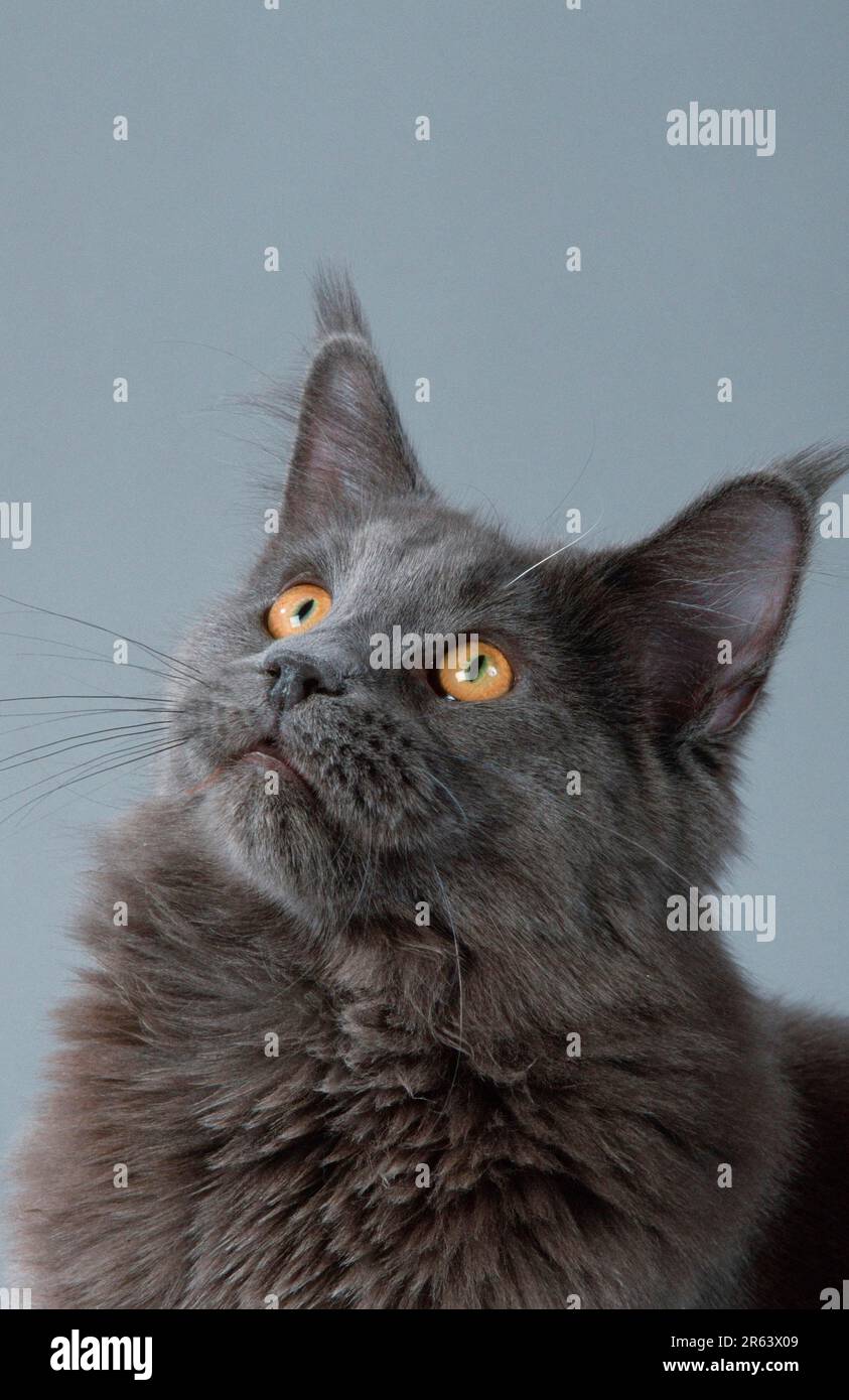 Maine Coon cat, blue Stock Photo - Alamy