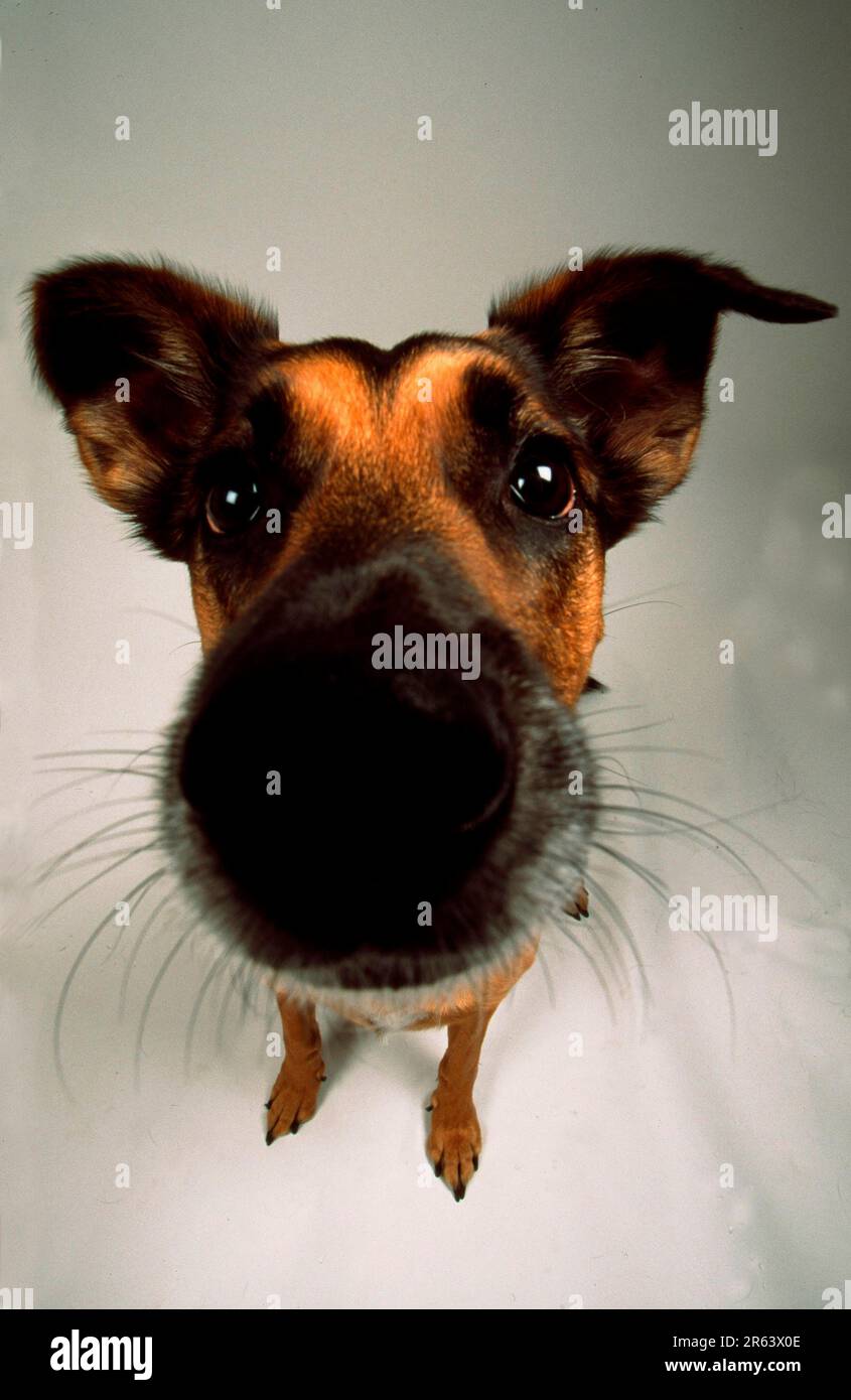 Distorted dog head hi-res stock photography and images - Alamy