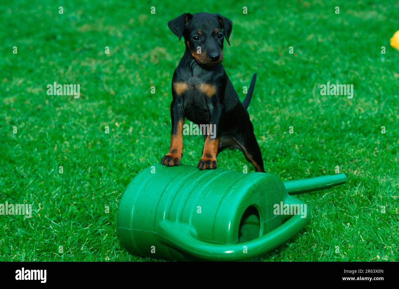 Manchester Terrier, puppy, 6 weeks old, with watering can, Manchester ...