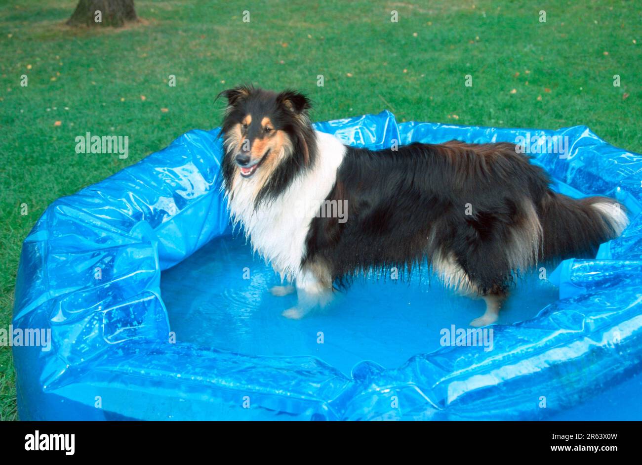 Collie in paddling pool, Collie in paddling pool, outside, outdoor ...